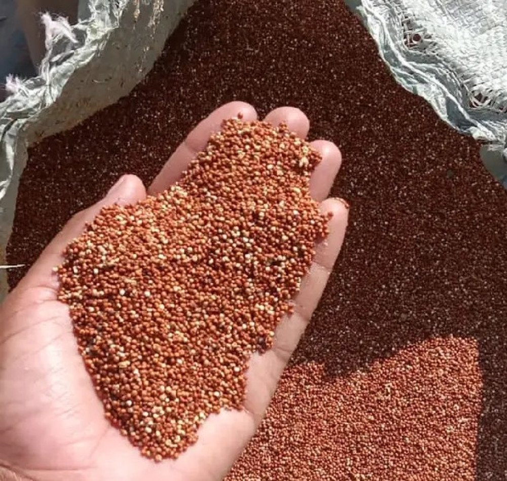 Wimbi (millet) In The Spotlight: Ancient Grain For Modern Diets ...